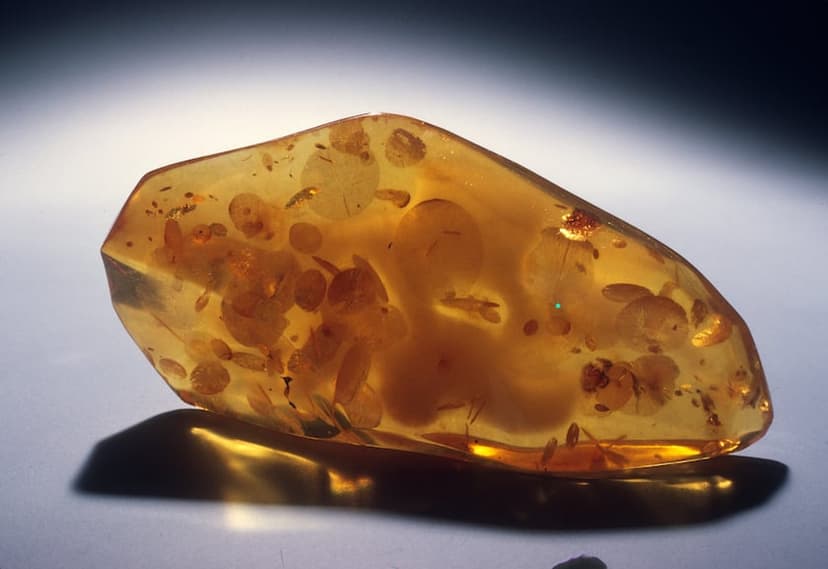 Amber Value, Price, and Jewelry Information - Gem Society