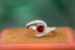 Choosing a Ruby Engagement Ring Stone - International Gem Society